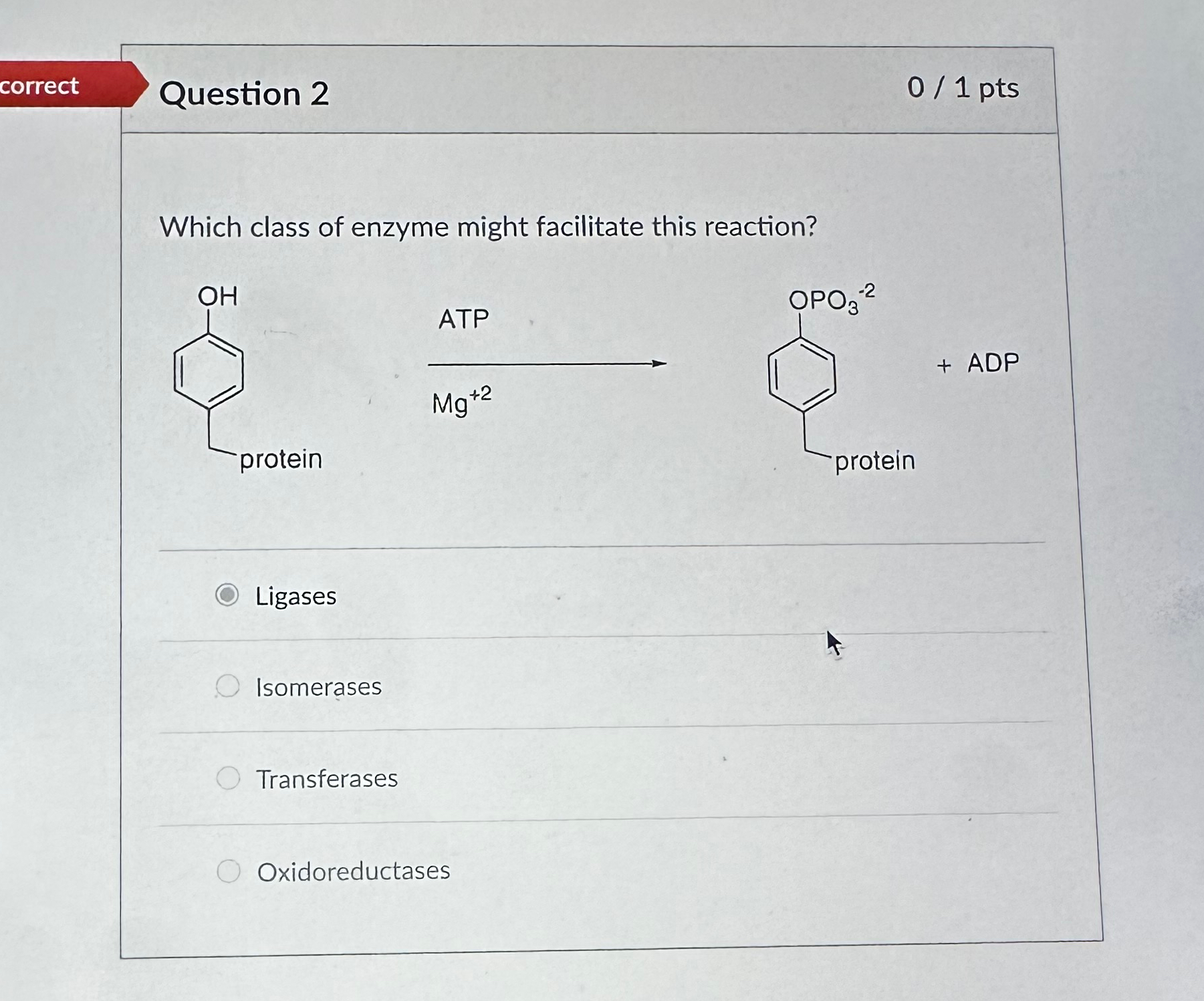 Solved correctQuestion 201 ptsWhich class of enzyme might | Chegg.com Solved correctQuestion 201 ptsWhich class of enzyme might | Chegg.com