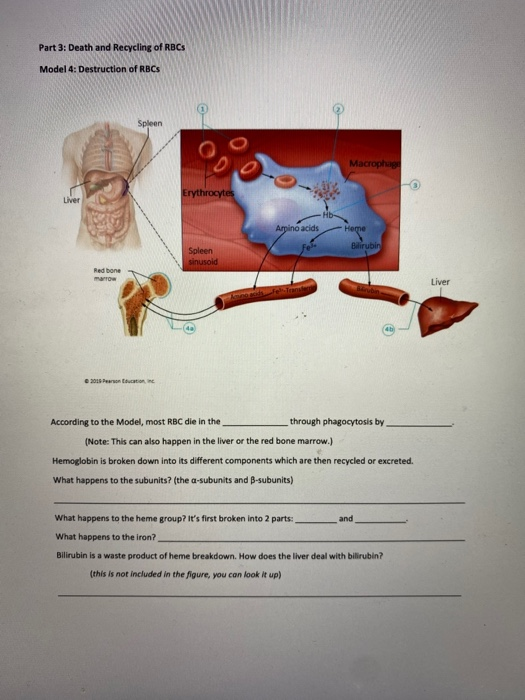 Solved Part 3: Death and Recycling of RBCS Model 4: | Chegg.com