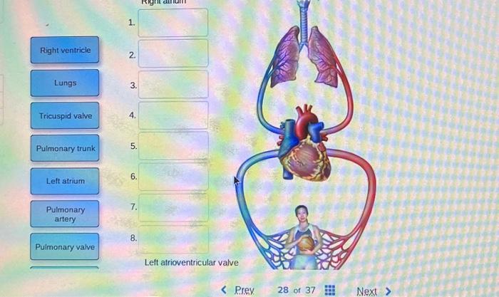 Solved Right ventricle Lungs Tricuspid valve Pulmonary trunk | Chegg.com