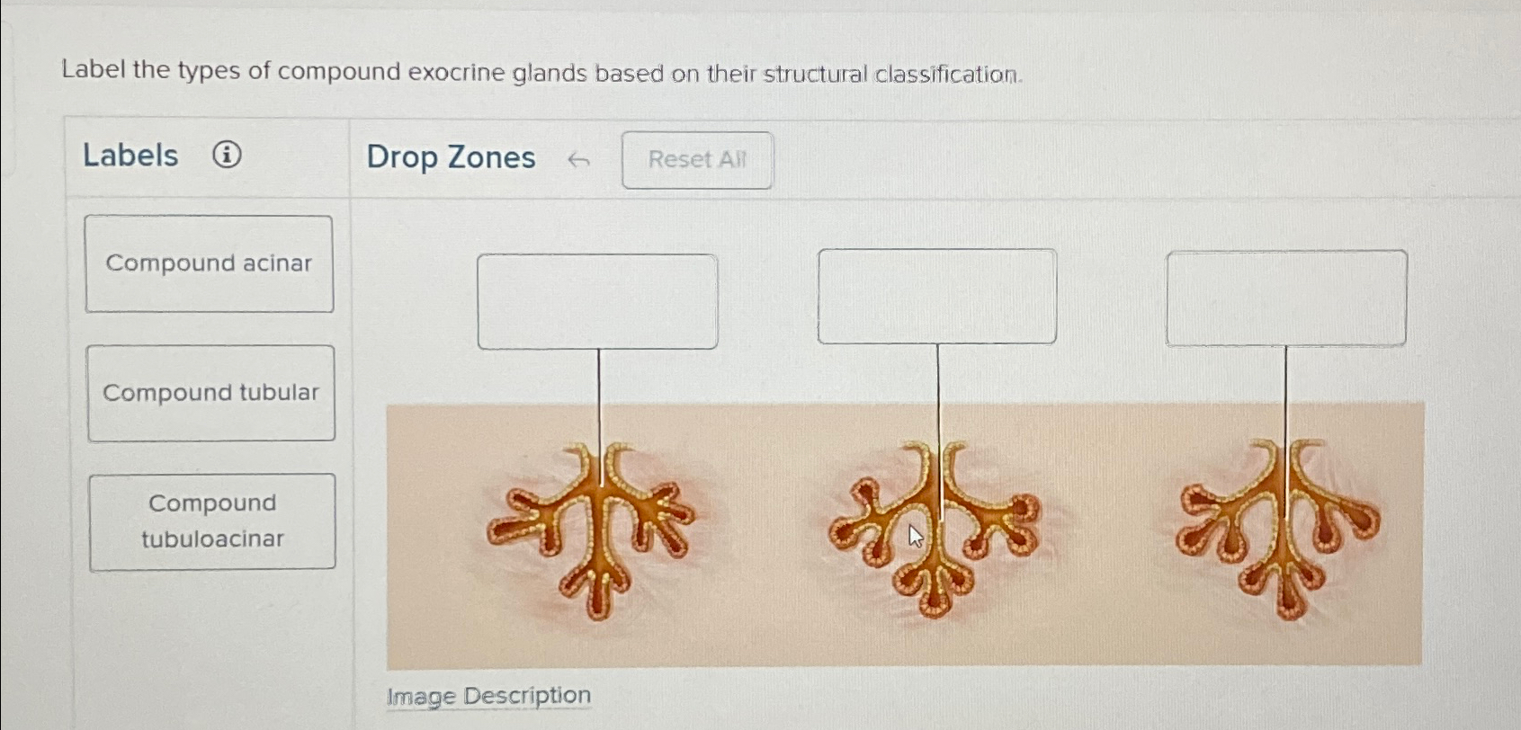 Solved Label the types of compound exocrine glands based on | Chegg.com Solved Label the types of compound exocrine glands based on | Chegg.com