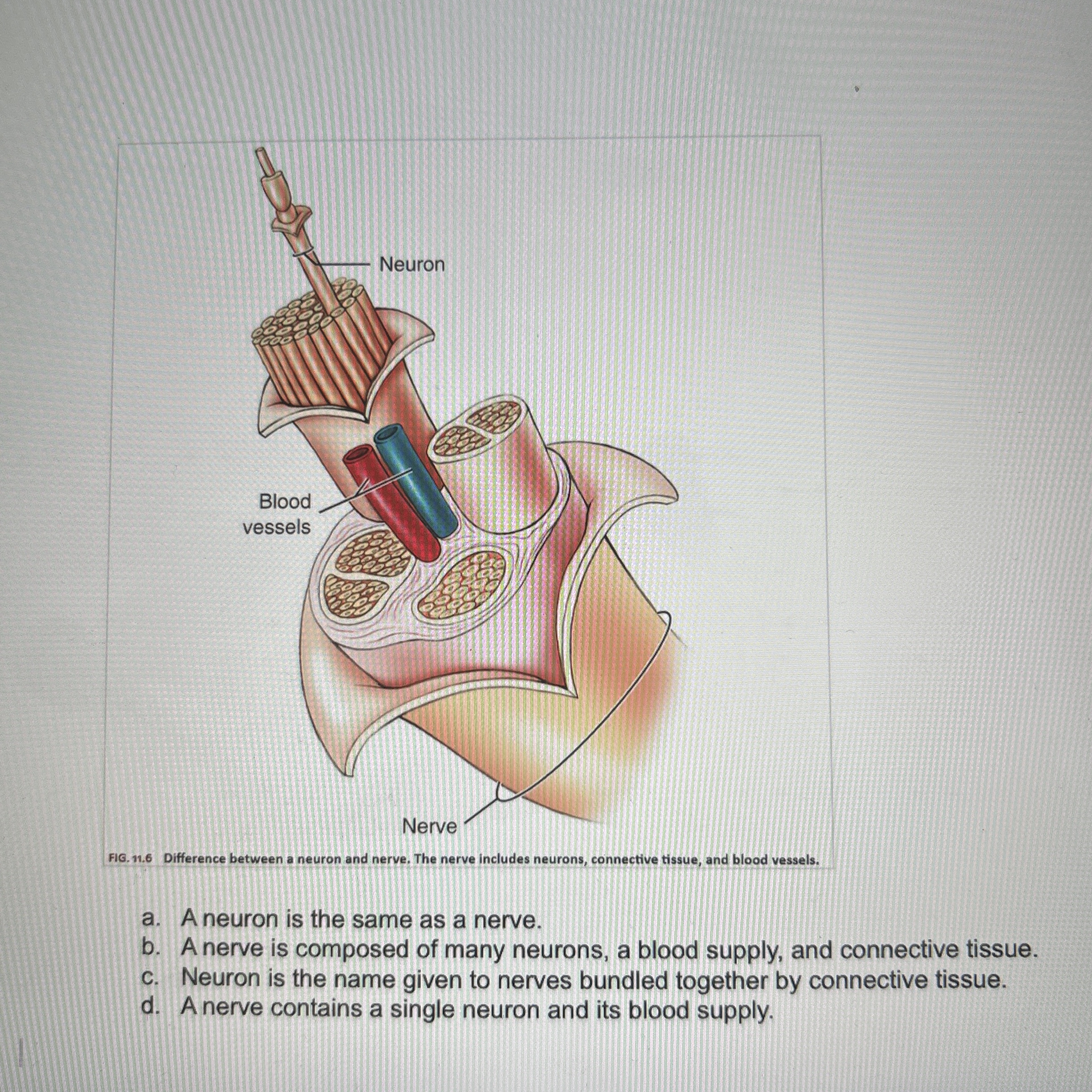 Solved FIG. 11.6 ﻿Difference between a neuron and nerve. The | Chegg.com