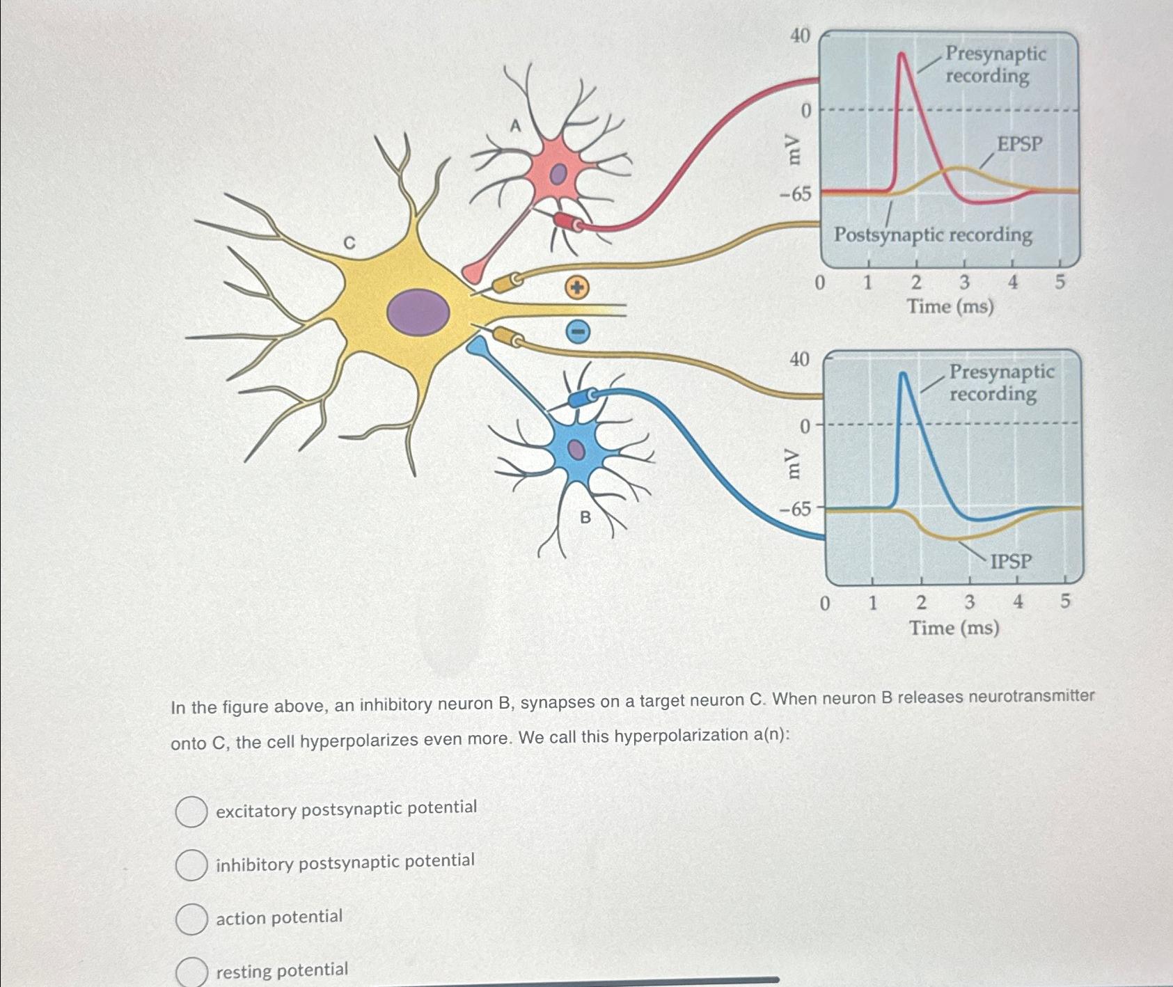 Solved In The Figure Above An Inhibitory Neuron B