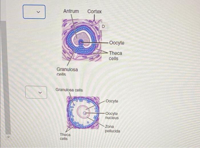 Solved Antrum Cortex D Oocyte Theca cells Granulosa calls | Chegg.com