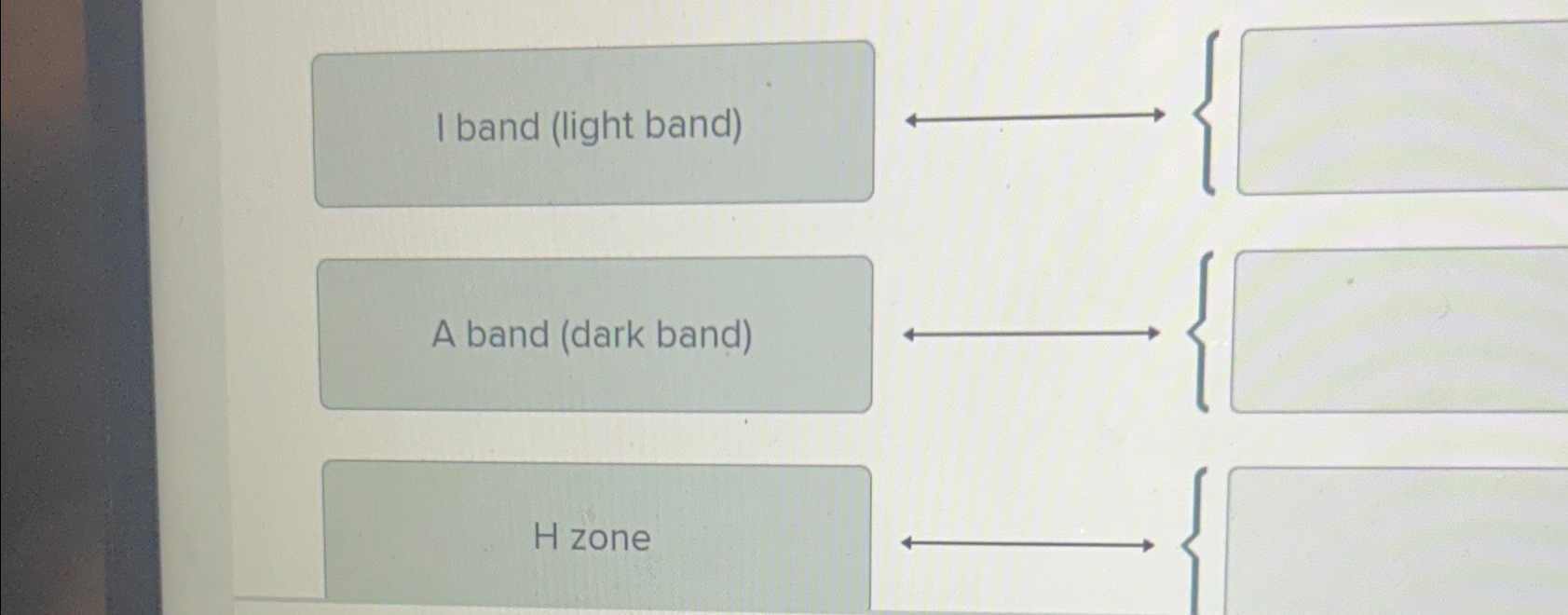 Solved I band (light band)A band (dark band)H zone | Chegg.com
