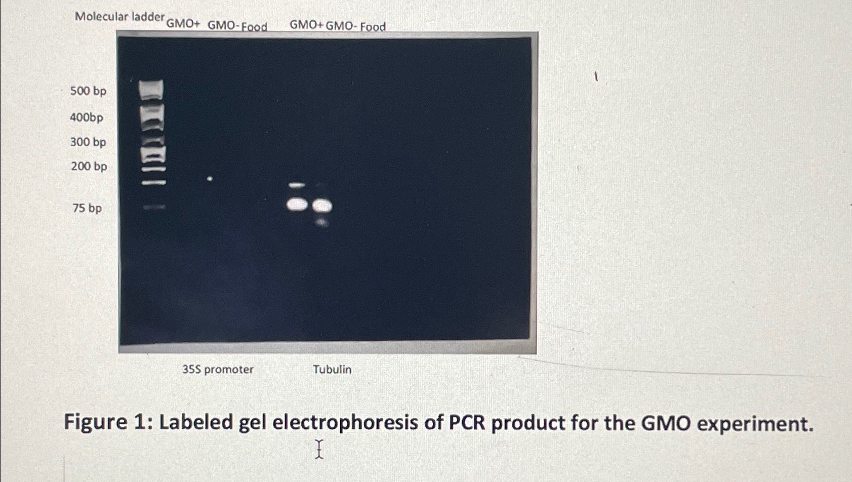 Solved Figure 1: Labeled gel electrophoresis of PCR product | Chegg.com