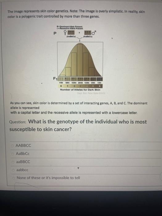 The image represents skin color genetics. Note: The | Chegg.com