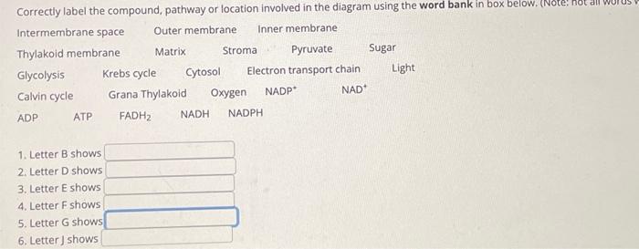 Solved Correctly label the compound, pathway or location | Chegg.com Solved Correctly label the compound, pathway or location | Chegg.com