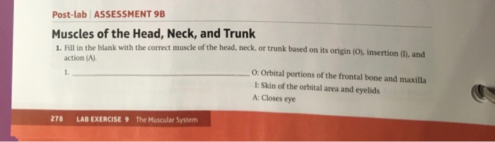 Solved Post-lab ASSESSMENT 9B Muscles of the Head, Neck, and | Chegg.com