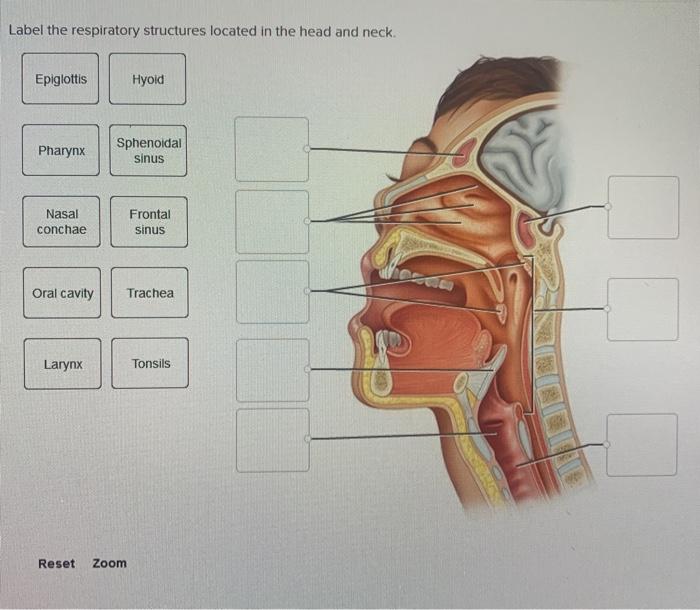 Solved Label the respiratory structures located in the head | Chegg.com