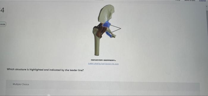 Solved 4 GENOVER Which structure is highlighted and | Chegg.com