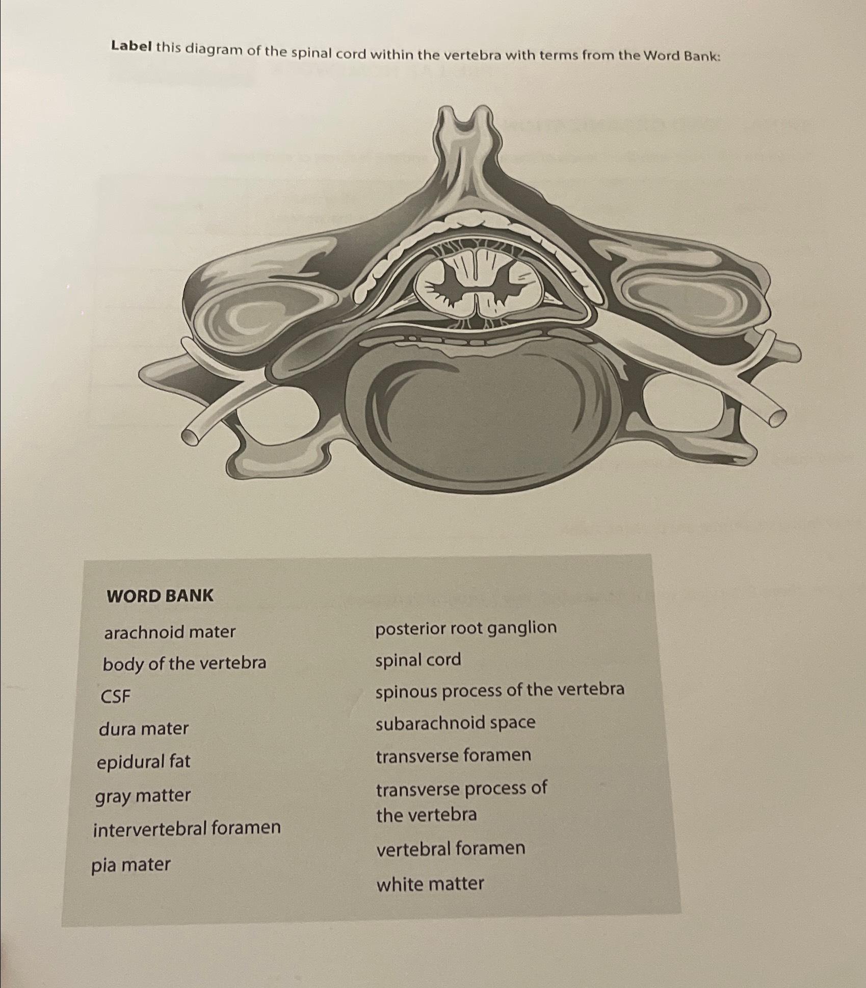 Solved Label this diagram of the spinal cord within the | Chegg.com