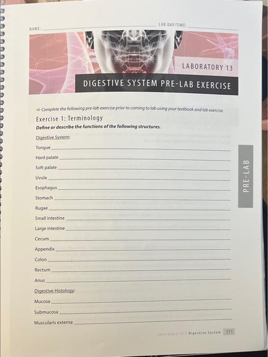 Solved LAB DAYTIME NAME LABORATORY 13 DIGESTIVE SYSTEM | Chegg.com