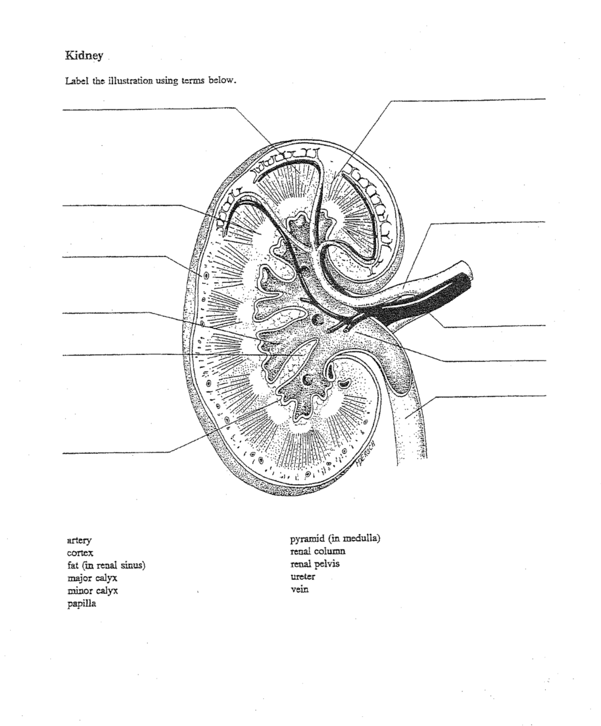 Solved Kidney Label the illustration using terms below. | Chegg.com