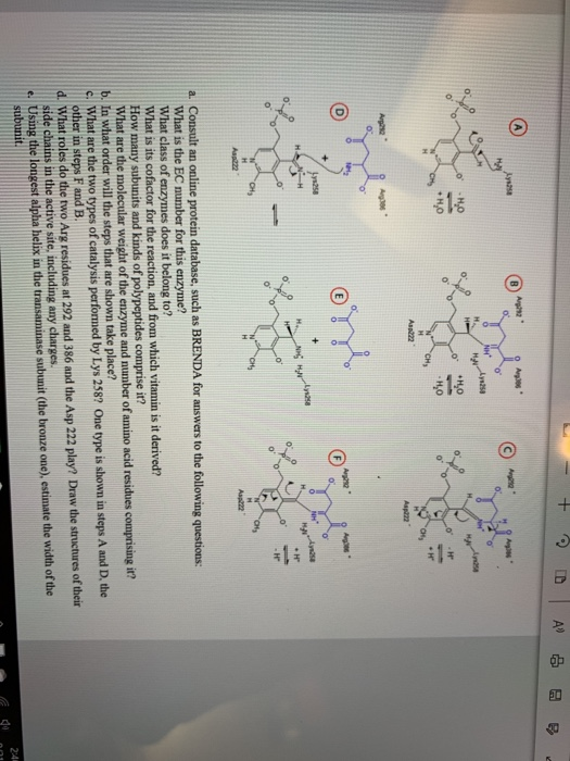 Solved 6. Glutamate aspartate aminotransferase is highly | Chegg.com