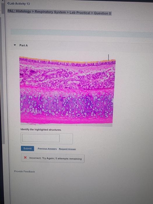 Solved Respiratory System > Lab Practical > Question 5 Part | Chegg.com