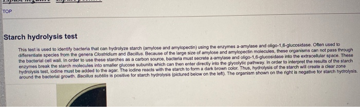 Solved TOP Starch hydrolysis test This test is used to | Chegg.com