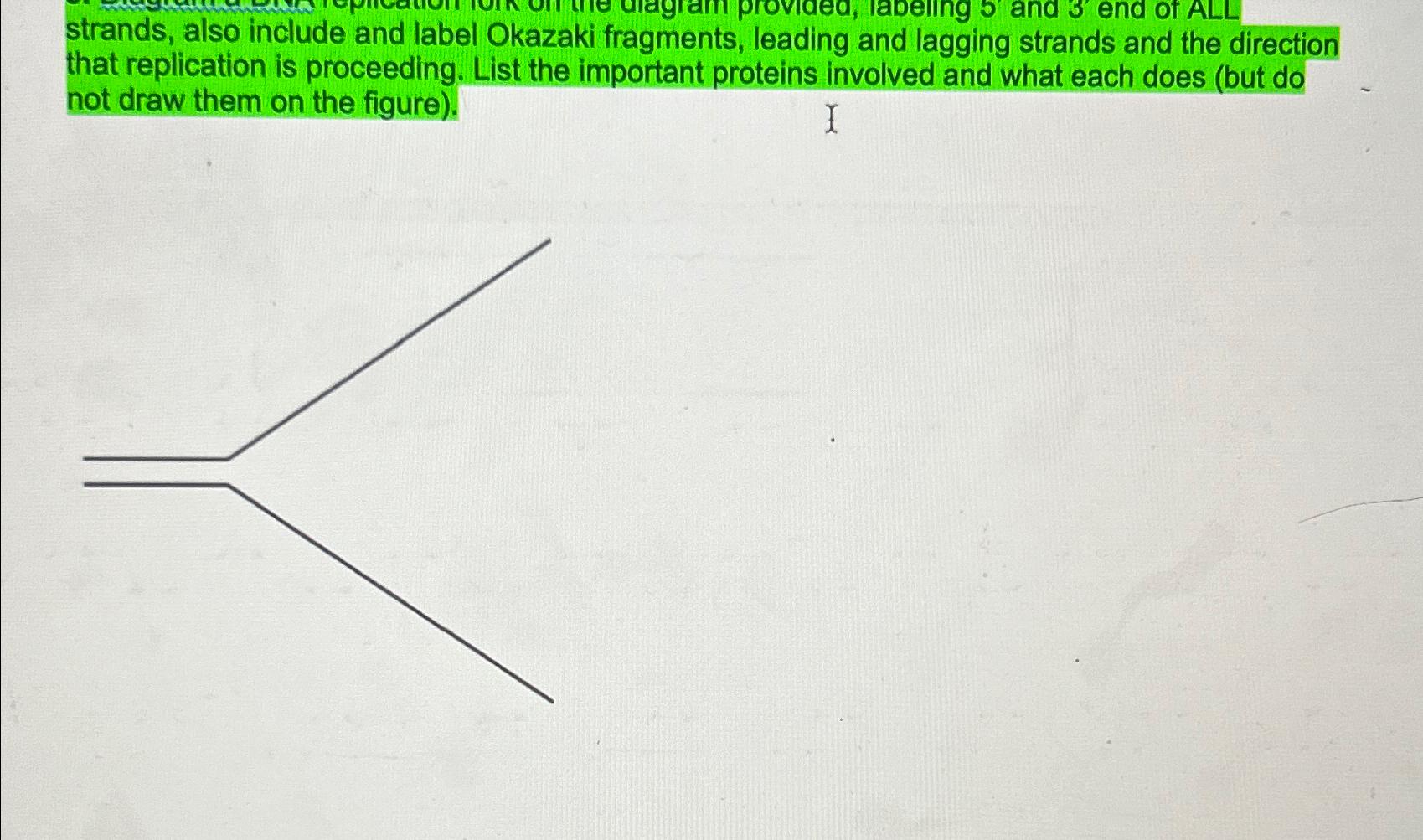 Solved strands, also include and label Okazaki fragments, | Chegg.com