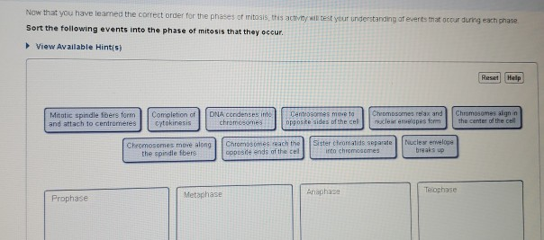 Solved Now that you have learned the correct order for the | Chegg.com