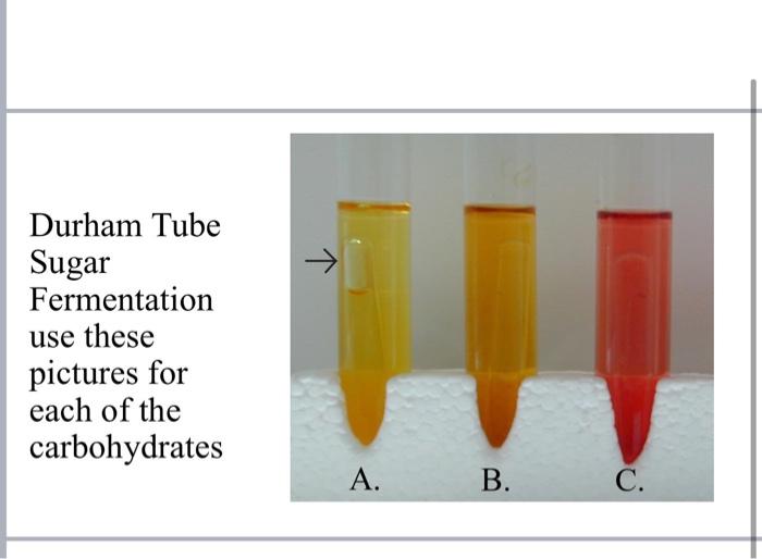 Solved Durham Tube Sugar Fermentation use these pictures for | Chegg.com