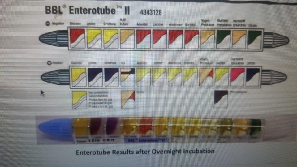 Solved Resultant Color Test Interpretation (+-) E. Record | Chegg.com