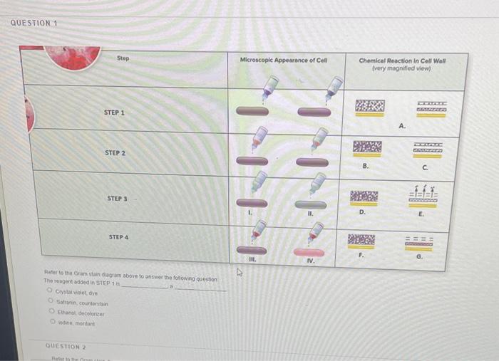 Solved Refer is the Gram stain diagi abose to ansener the | Chegg.com