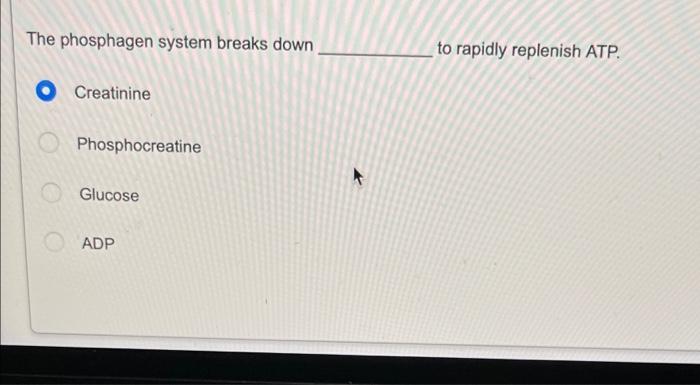 Solved The phosphagen system breaks down to rapidly | Chegg.com