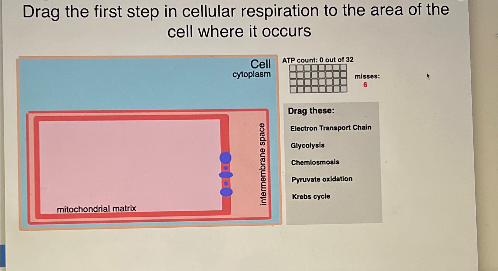 Solved Drag the first step in cellular respiration to the | Chegg.com