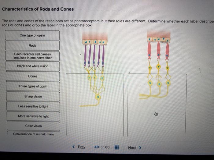 Solved Characteristics of Rods and Cones The rods and cones | Chegg.com