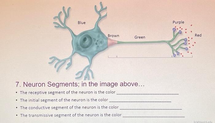 Solved 7. Neuron Segments; in the image above... - The | Chegg.com