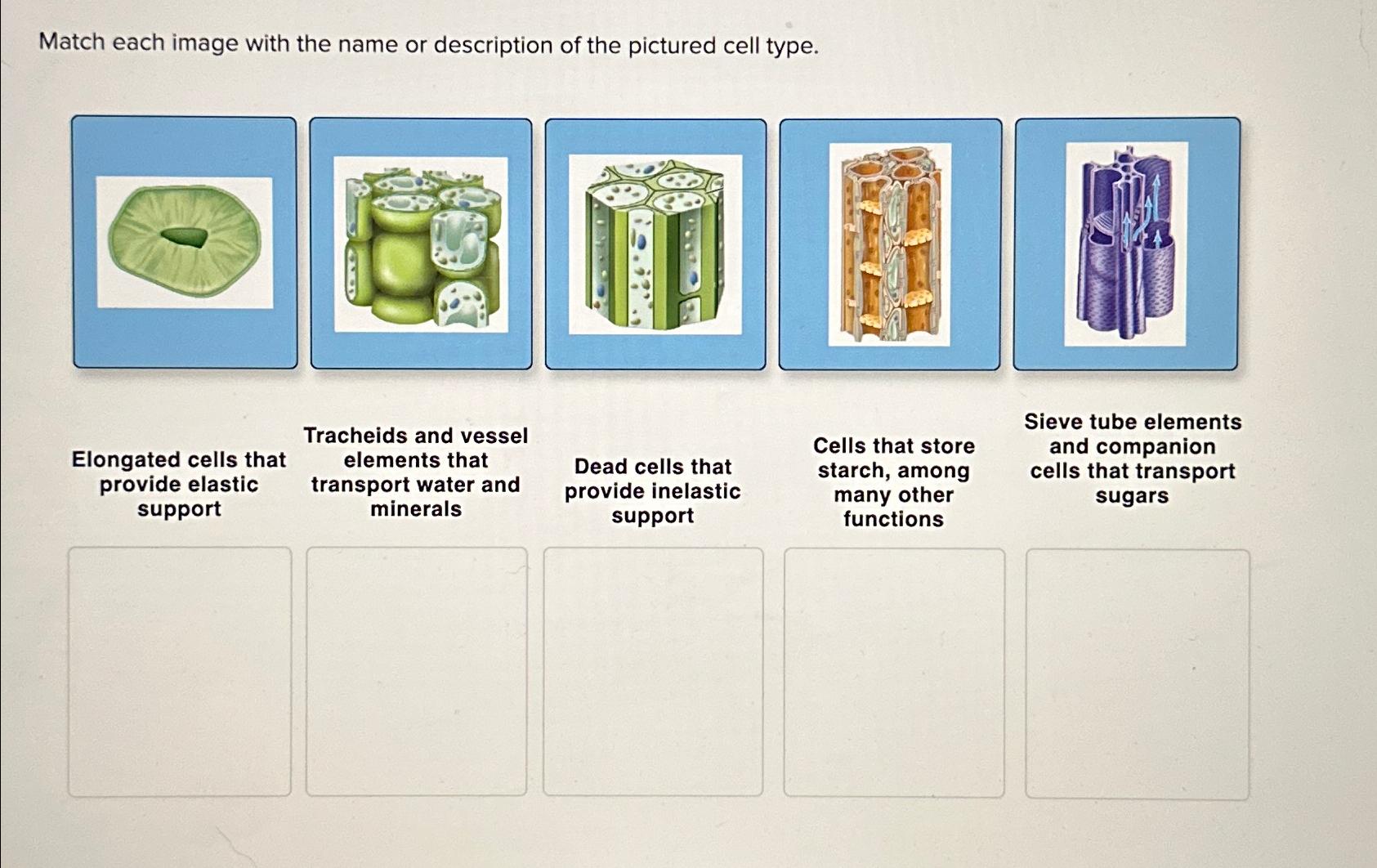 Solved Match each image with the name or description of the | Chegg.com