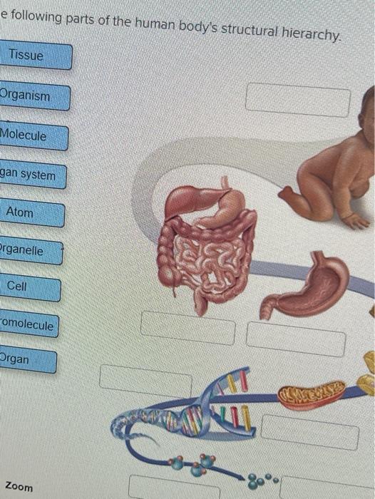 Solved e following parts of the human body's structural | Chegg.com