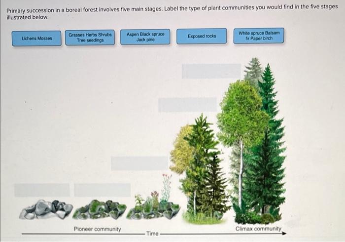 Solved Primary succession in a boreal forest involves five | Chegg.com
