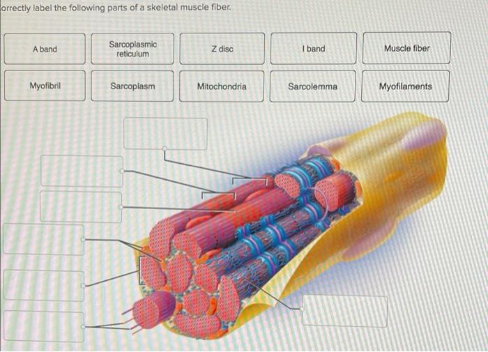 Solved orrectly label the following parts of a skeletal | Chegg.com