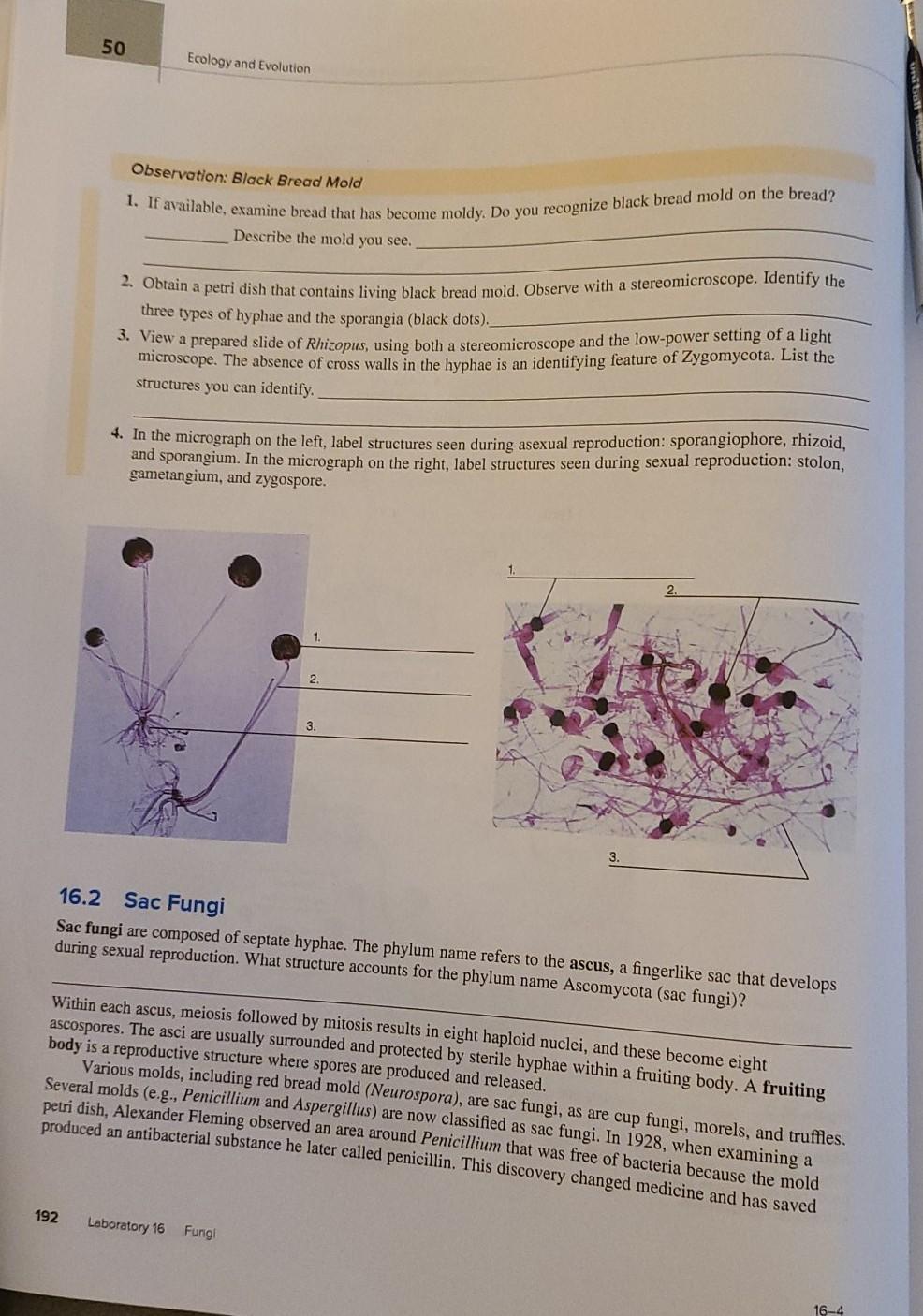 Solved 50 Ecology and Evolution Observation: Black Bread | Chegg.com