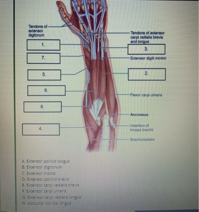Solved Tendons of extensor digitorum Tendons of extensor | Chegg.com Solved Tendons of extensor digitorum Tendons of extensor | Chegg.com