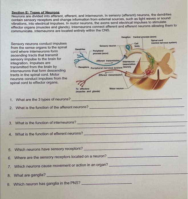 Solved Section El Types of Neurons Neurons are divided into | Chegg.com