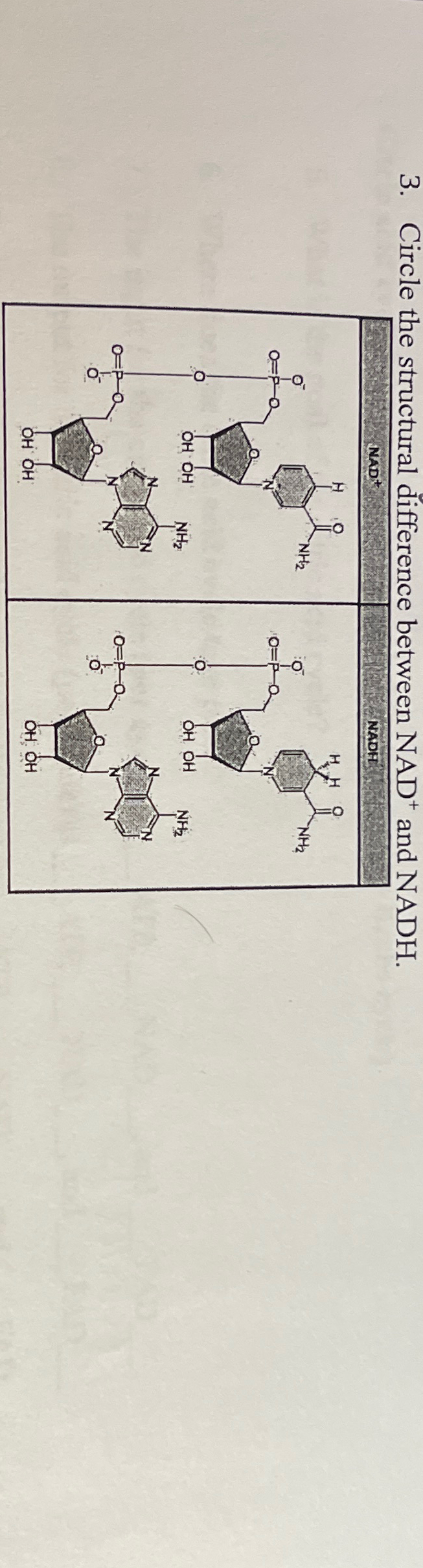 Solved Circle the structural difference between NAD+and | Chegg.com