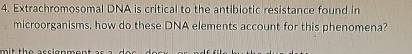 Solved Extrachromosomal DNA is critical to the antiblotic | Chegg.com
