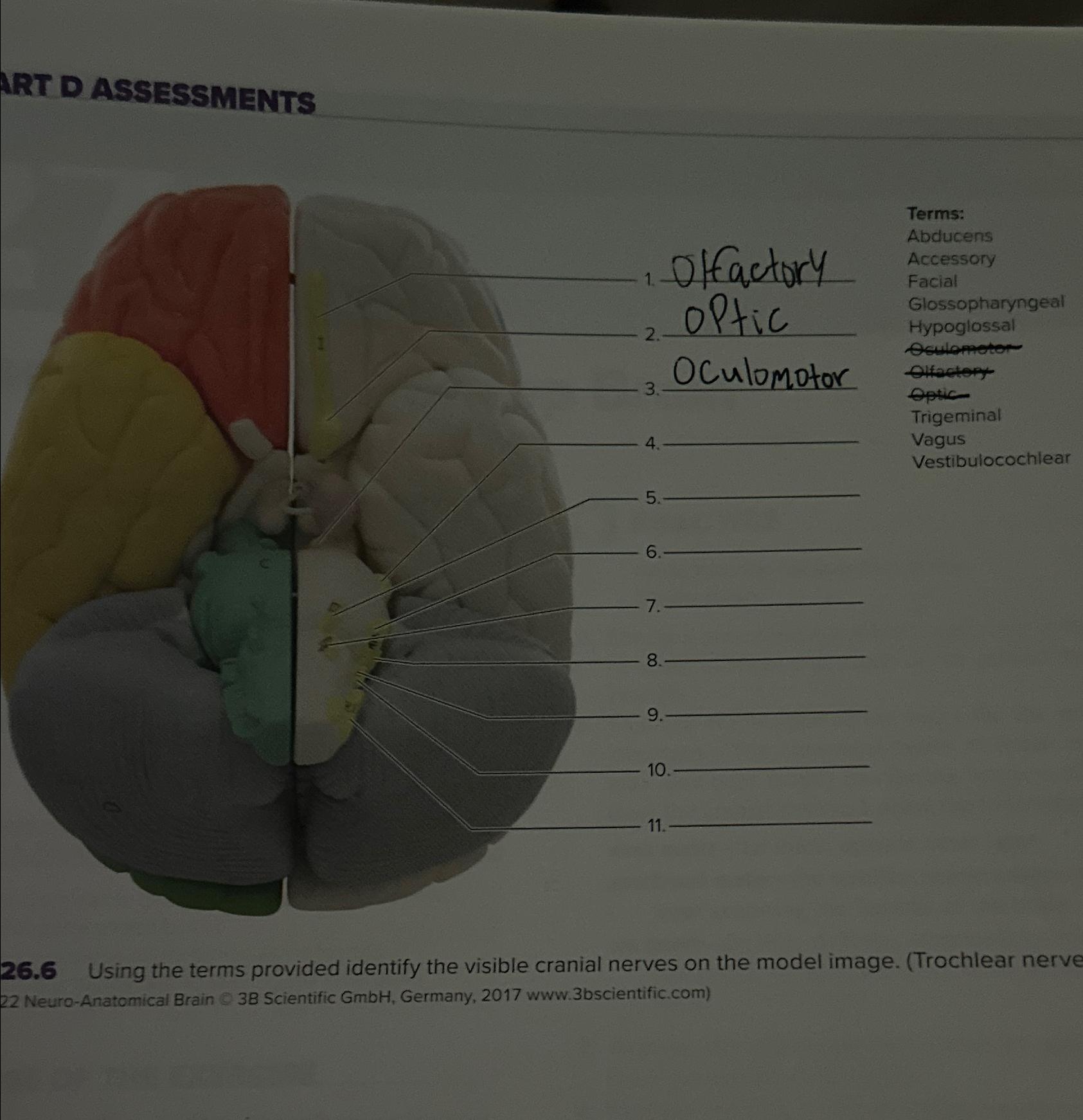Solved ART D ASSESSMENTS26.6 ﻿Using the terms provided | Chegg.com
