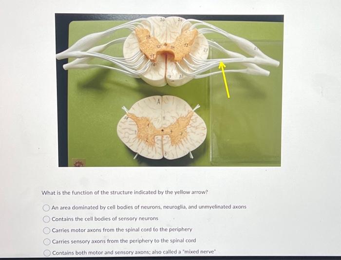What is found inside the structure marked A? Identify | Chegg.com