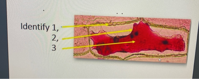 Solved Identify 1, inim | Chegg.com