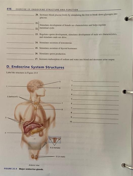Solved 415 EXERCIST 25 LENDOCRINE STRUCTURE AND FUNCTION C. | Chegg.com