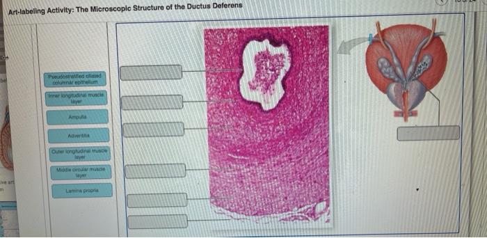 Solved Art-labeling Activity: The Microscopic Structure of | Chegg.com