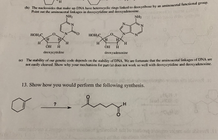 Solved an aminoacetal functional group. (b) The nucleosides | Chegg.com
