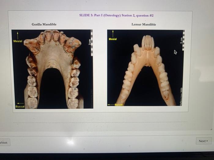 2. The dental formula is the number of each type of | Chegg.com