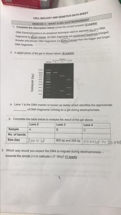 Solved CELL BIOLOGY AND GENETICS DATA SHEET EXERCISE 2 - | Chegg.com