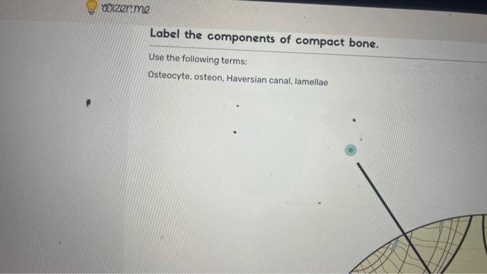 Solved Label the components of compact bone. Use the | Chegg.com