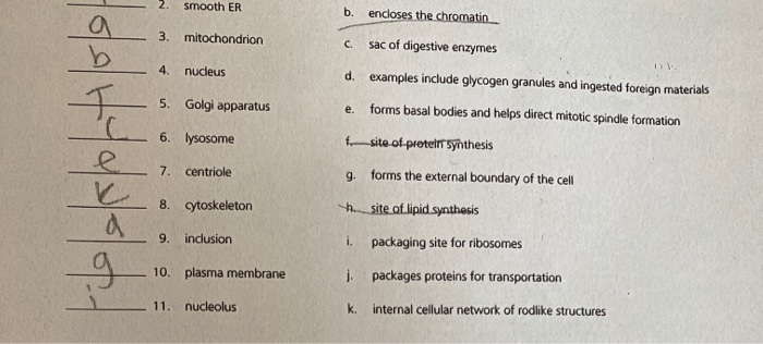Solved 48 Review Sheet 4 2. Match each cell structure listed | Chegg.com
