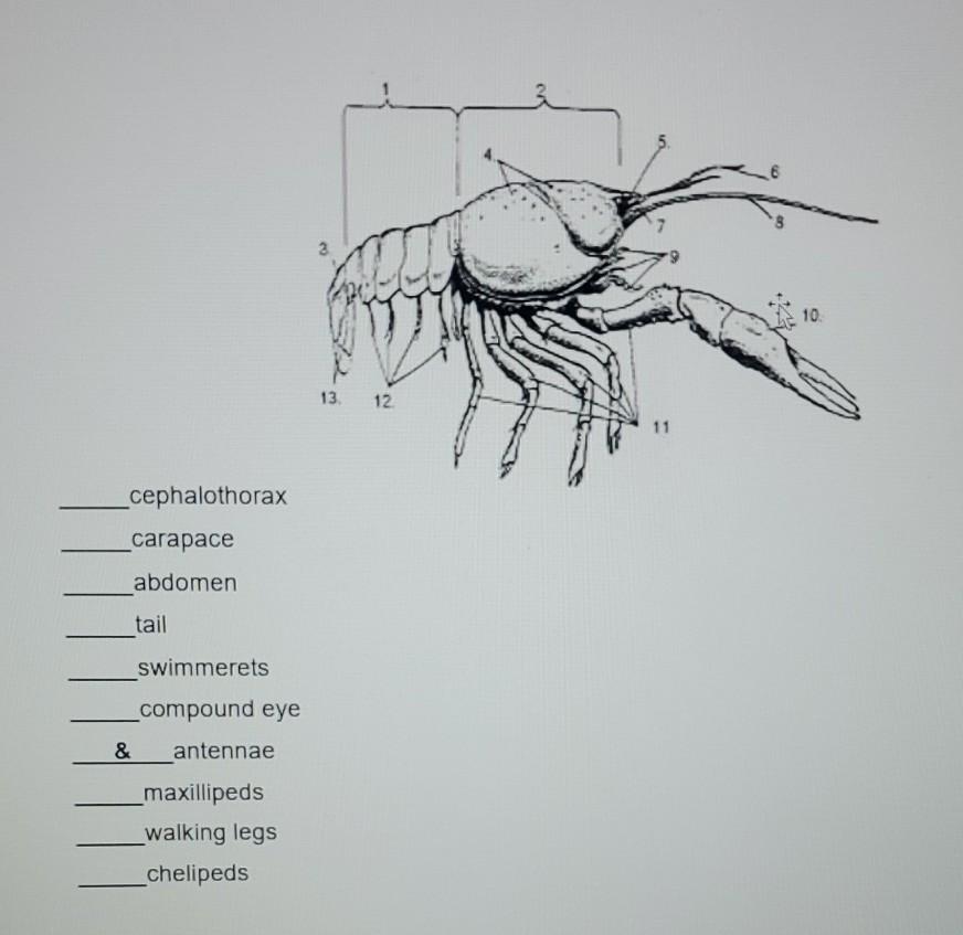 Solved 10 13 12 cephalothorax carapace abdomen tail | Chegg.com