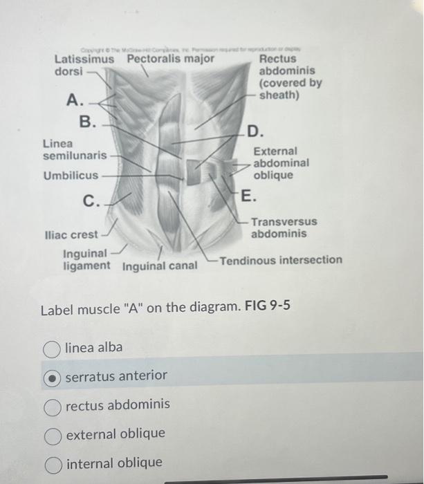 Solved Label muscle " A " on the diagram. FIG 9-5 linea alba | Chegg.com